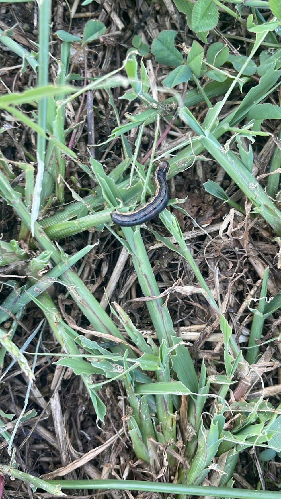 Attaque de cirphis sur prairie | GRPFC di Corsica